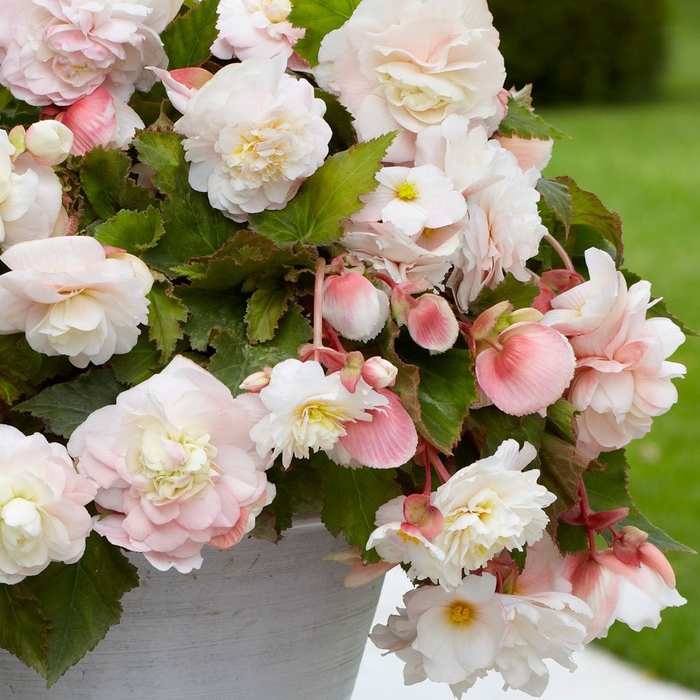 Aromatic Scented Cascading Angelique Begonias - Pack of Two