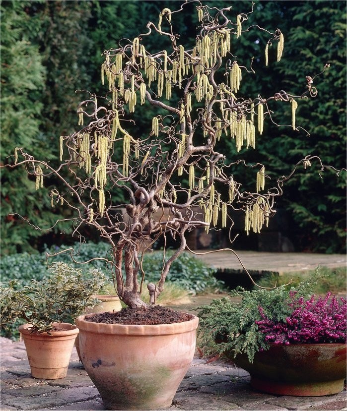 Corylus avellana Contorta - Large Corkscrew Hazel - Specimen Plant