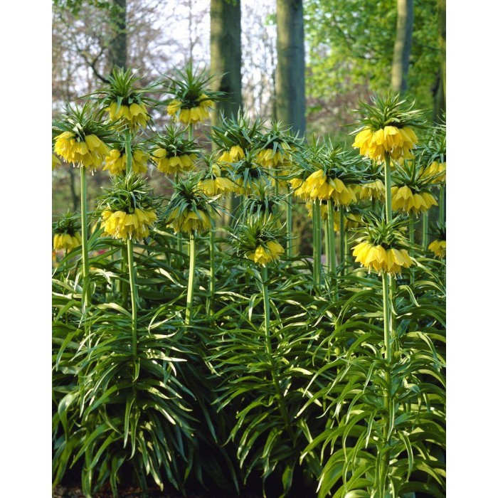 Fritillaria imperialis lutea - Golden Crown Imperial Fritillary