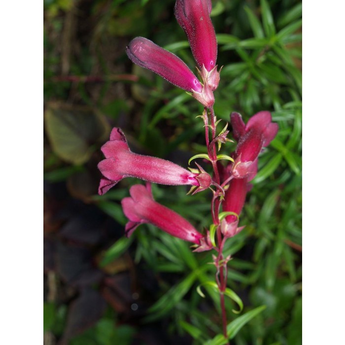 Penstemon Blackbird