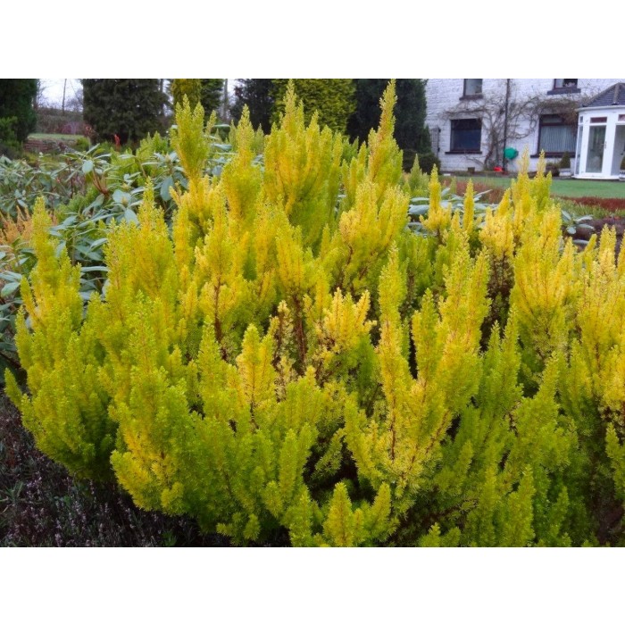 Heather Plant - Erica arborea 'Estrella Gold' - Gold Evergreen Foliage ...