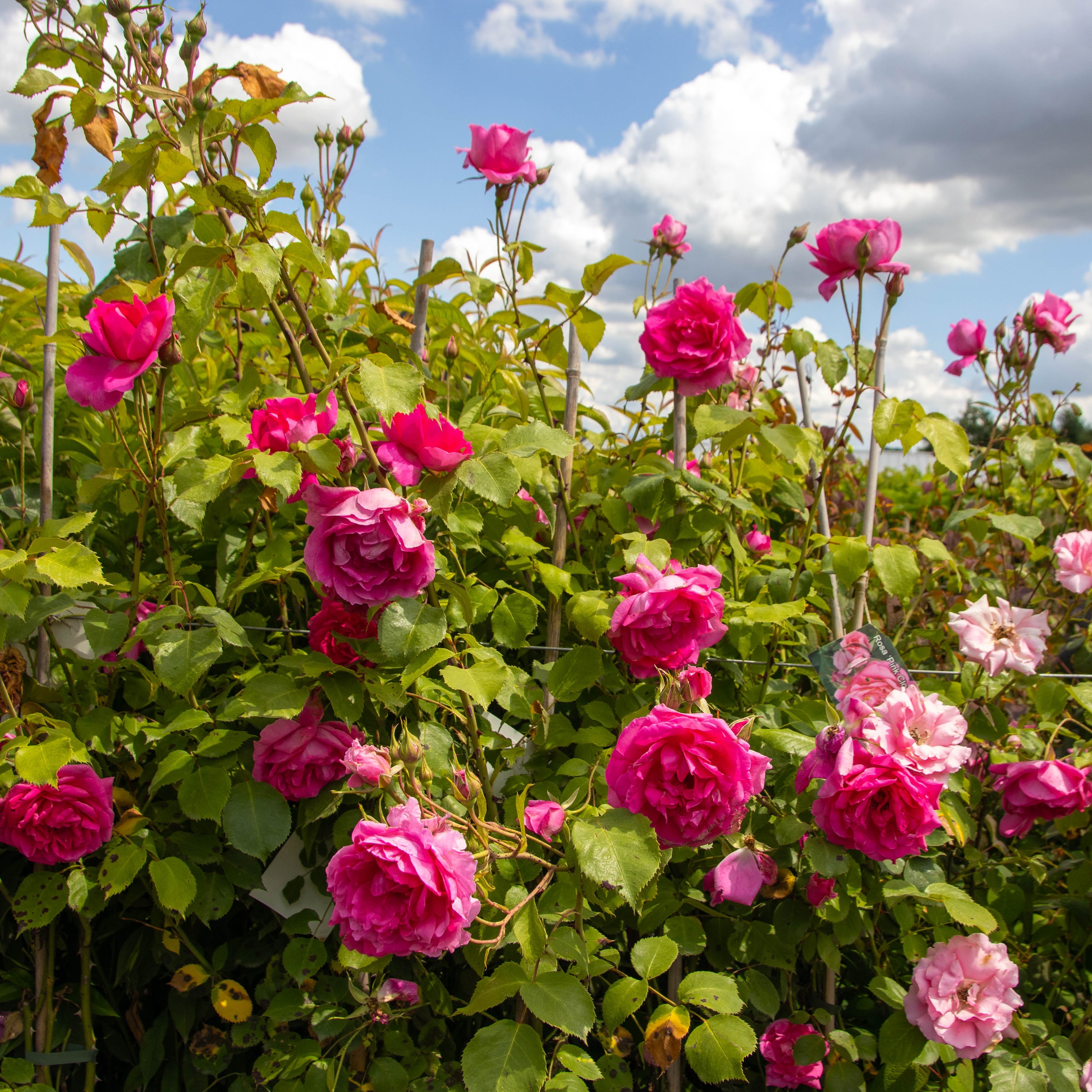 Large 5-6ft Specimen - Climbing Rose Pink Cloud