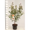 Malus Appletini® - Compact Mini Apple Tree - LARGE 100-150cms
