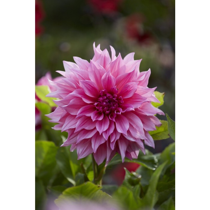 Dahlia Cafe au Lait Rose