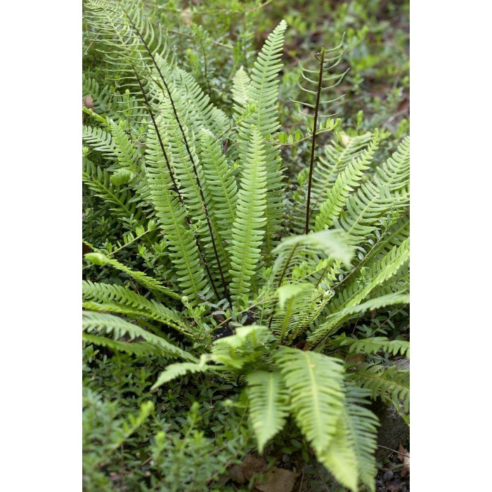Blechnum spicant - Hard Fern