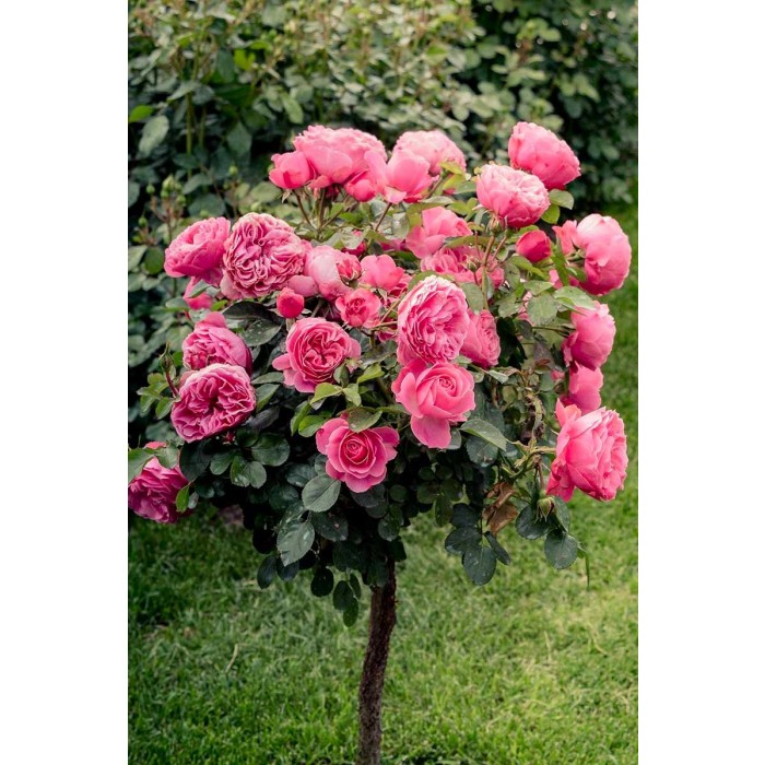 Large Standard Rose Tree 'Queen Elizabeth Rosa' - circa 150cms tall