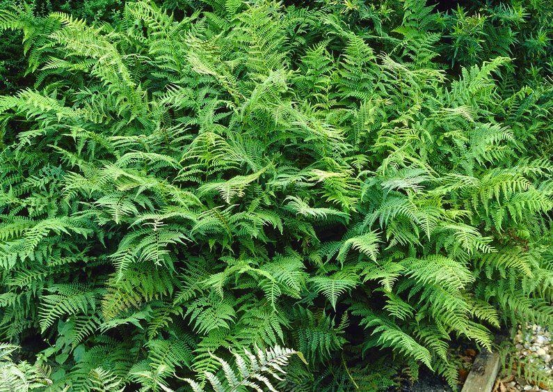 Athyrium filix-femina - Lady Fern