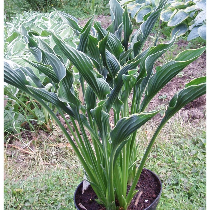 Hosta Praying Hands