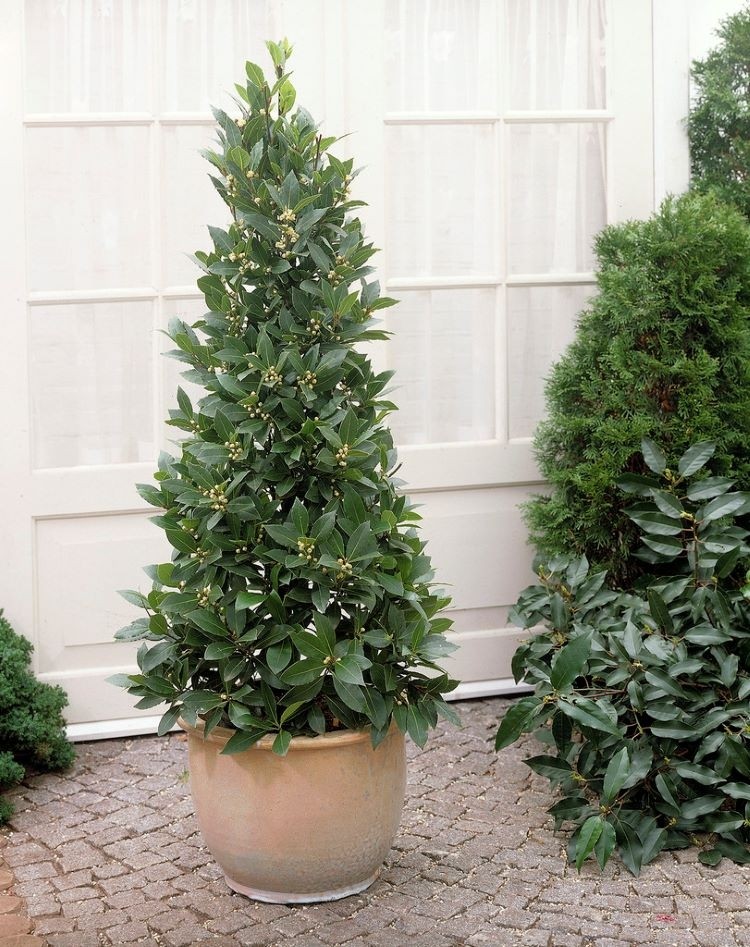 Large Bay Tree Pyramid - Laurus nobilis- Large 160cm Bay