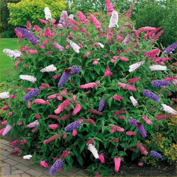 Page 2 | Buddleia shrubs for sale | Buy Buddleia plants UK delivery