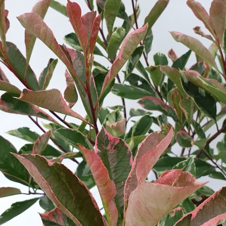 Photinia cassini Pink Marble - Hardy, Evergreen Variegated Red Robin ...