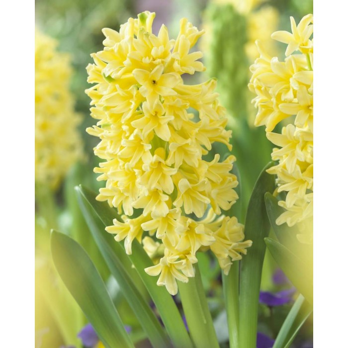 Rare Buttermilk Hyacinth Yellow Queen - Pack of THREE