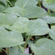 Hosta plants for sale | Plantain lilies