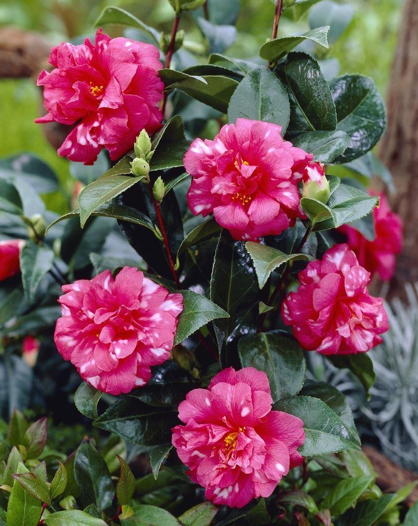 Camellia Nikisi Kerin