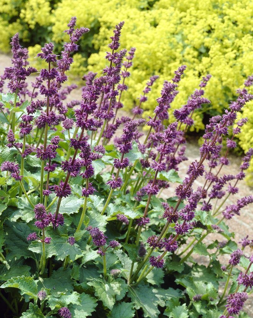 Salvia verticillata 'Purple Rain'