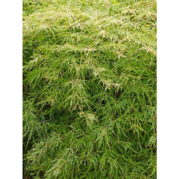 Acer palmatum Dissectum - Filigree Japanese Maple - LARGE