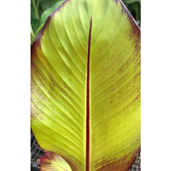 Musa Red Abyssinian Banana - Ensete ventricosum Maurelli - LARGE