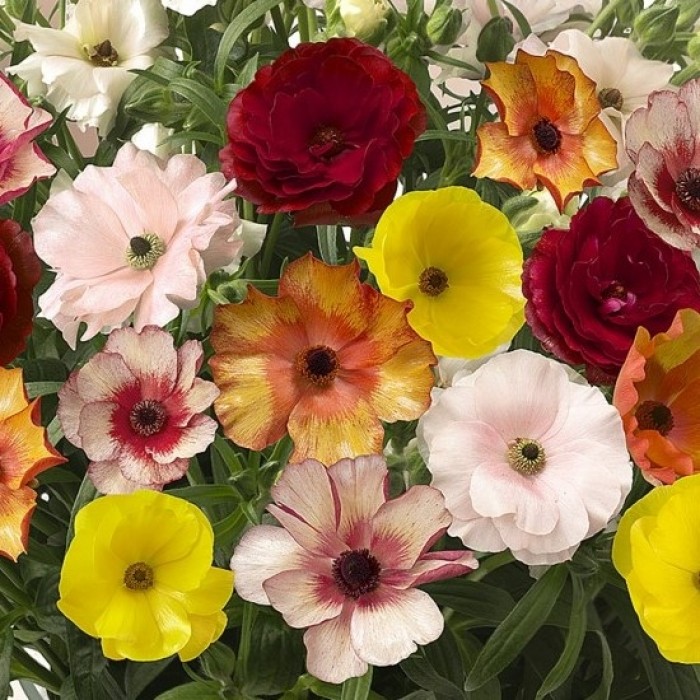 Ranunculus Butterfly Series - Pack of FIVE