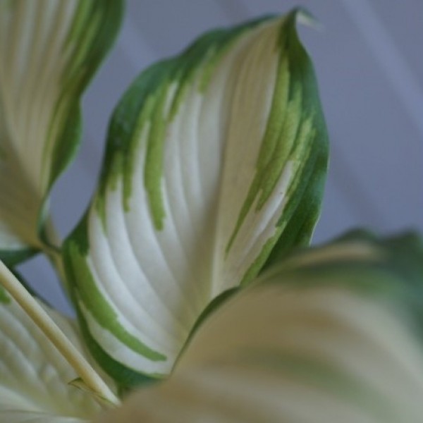 Hosta plants for sale | Plantain lilies