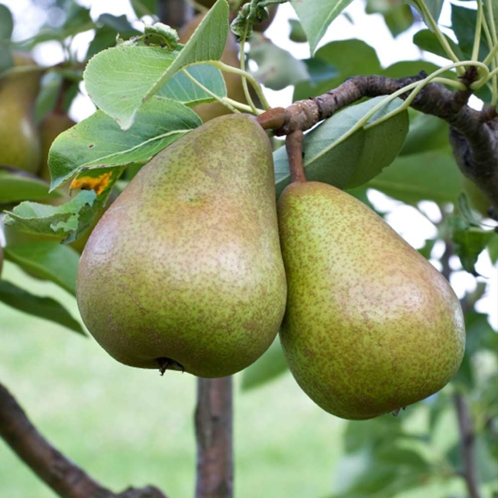 PRE-ORDER: Four Pot Grown Dwarf Patio PILLAR Fruit Trees Mini Orchard