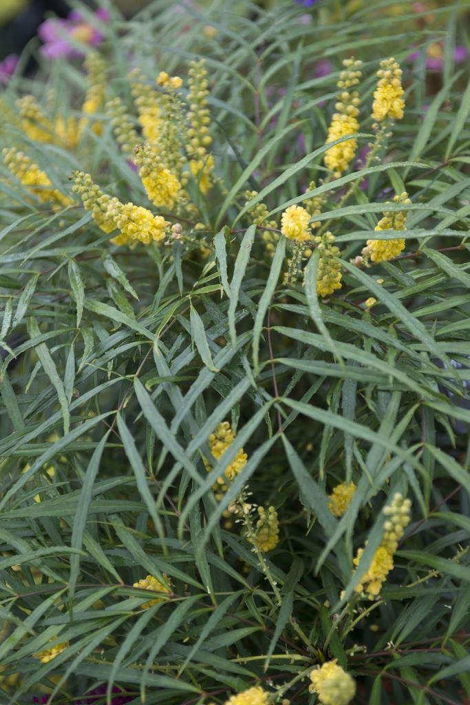 Mahonia Soft Caress - Spineless Evergreen Mahonia Shrub