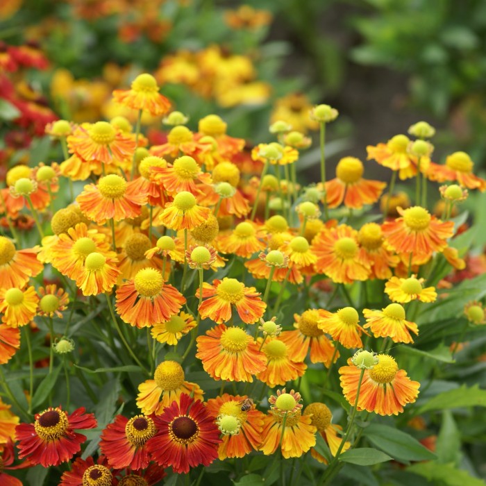 Helenium 'Breeders mix' - Pack of TEN