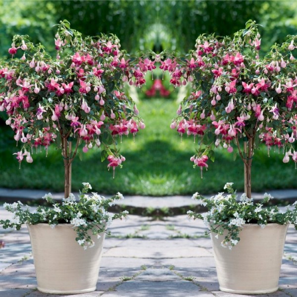 Fuchsia shrubs for sale UK | Fuchsia plants UK delivery
