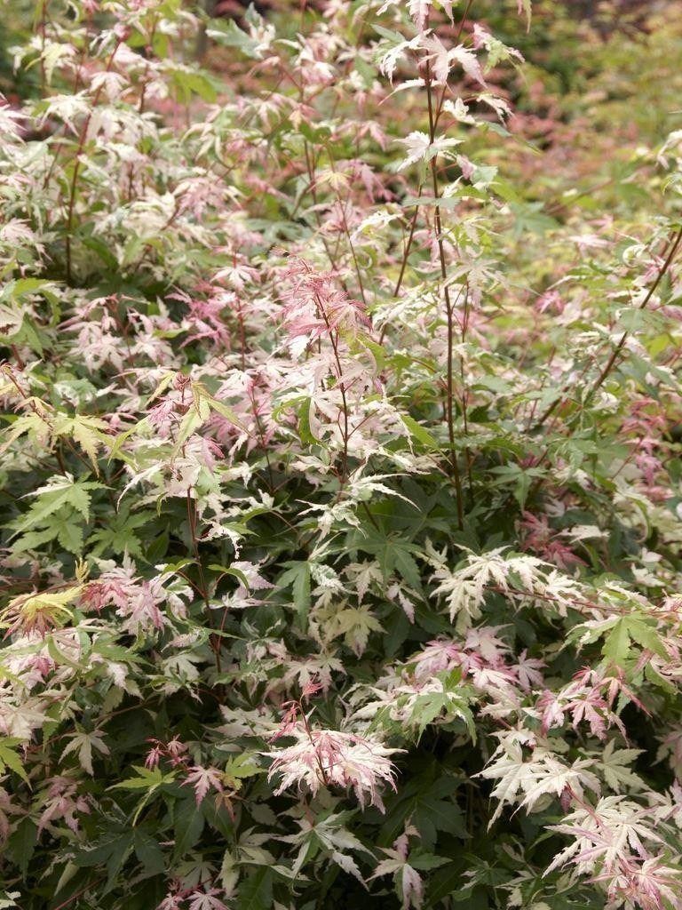Large Acer Japanese Maple Tree - Orido Nishiki (Asahi-zuru)