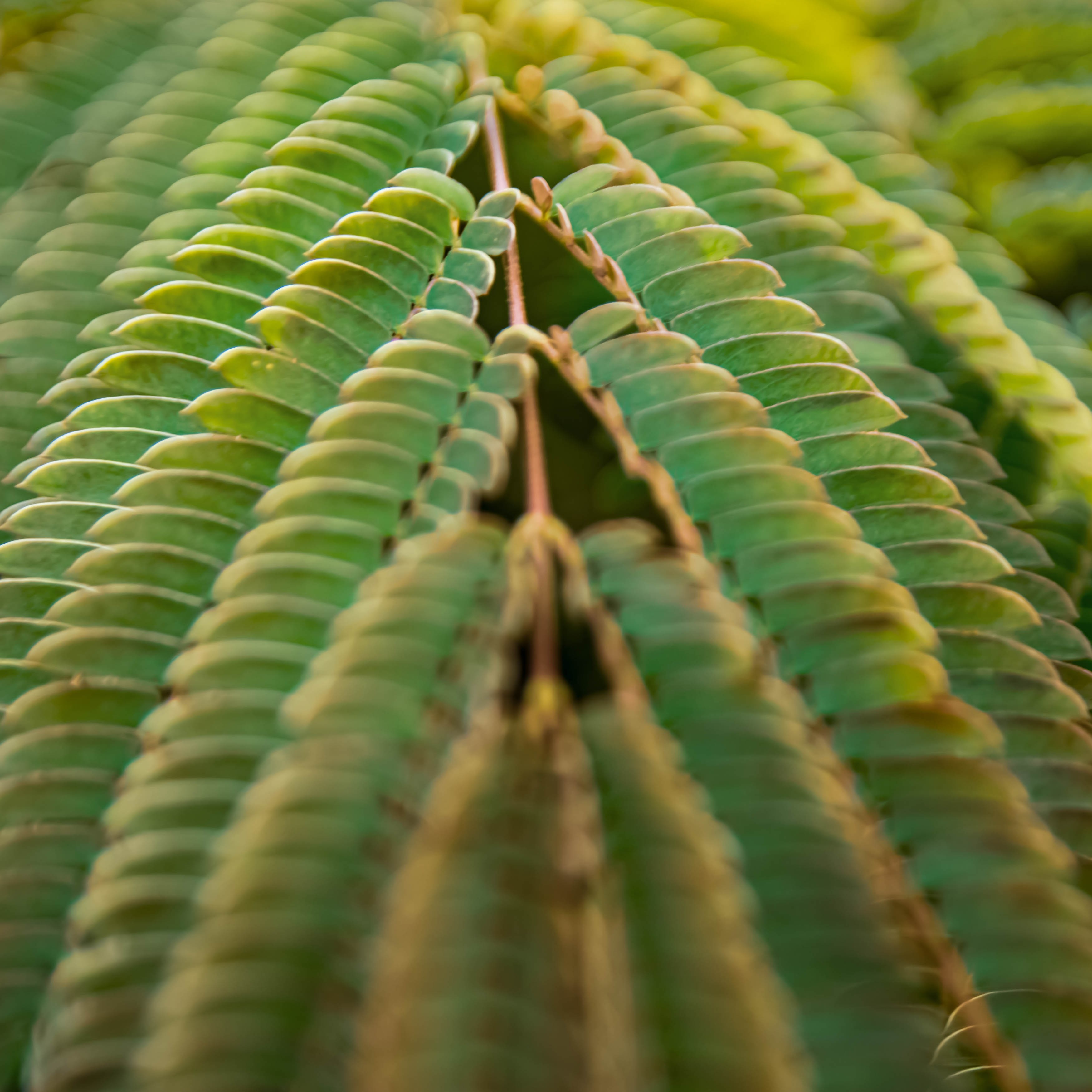 Albizia julibrissin Rosea - Silk Tree Albizzia Tree