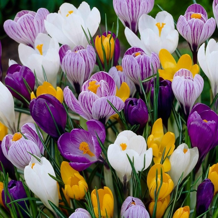 Crocus Large Flowered Mix - Pack of 15