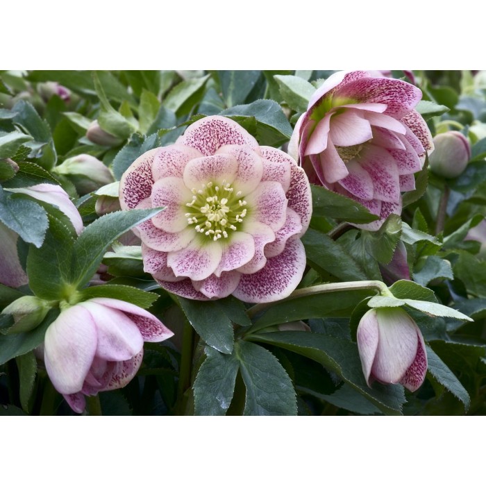 Connoisseur Helleborus Plants Collection - Pack of FOUR assorted Double ...