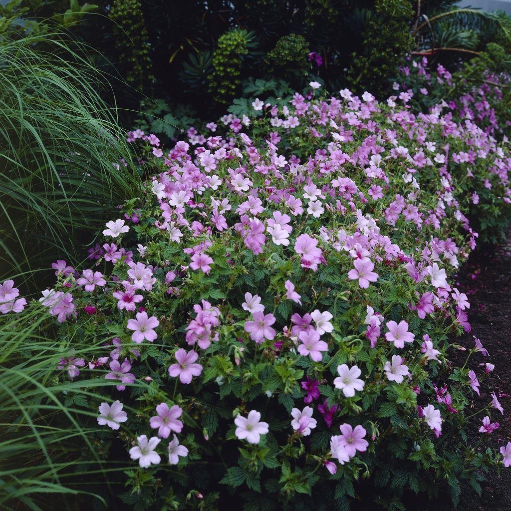 Geranium × oxonianum 'Wargrave Pink'