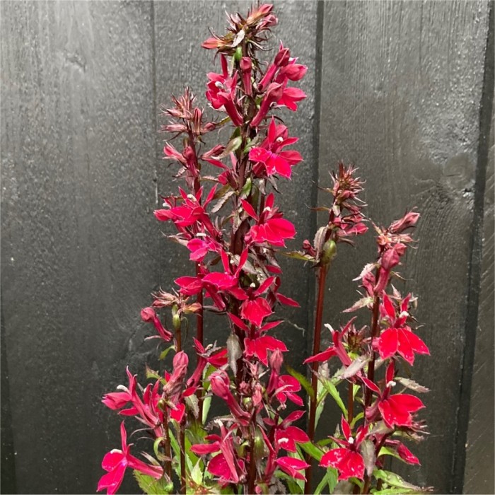 Lobelia speciosa Starship Burgundy Red