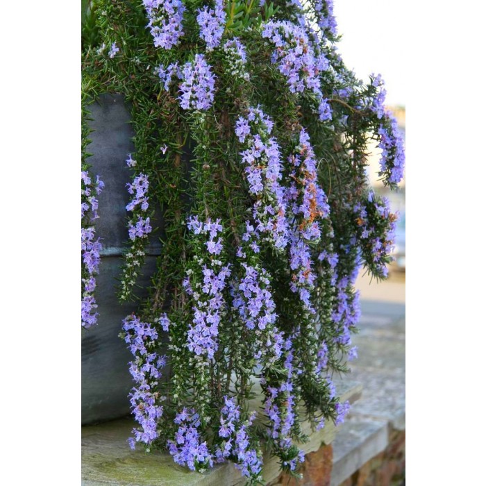 Rosmarinus officinalis Prostratus - Trailing Rosemary