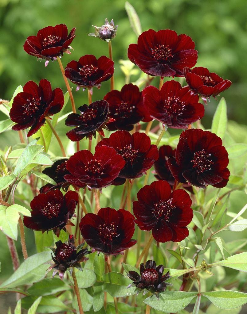 Cosmos atrosanguinea ''Chocolate'' - atrosanguineus Chocolate Cosmos Plant