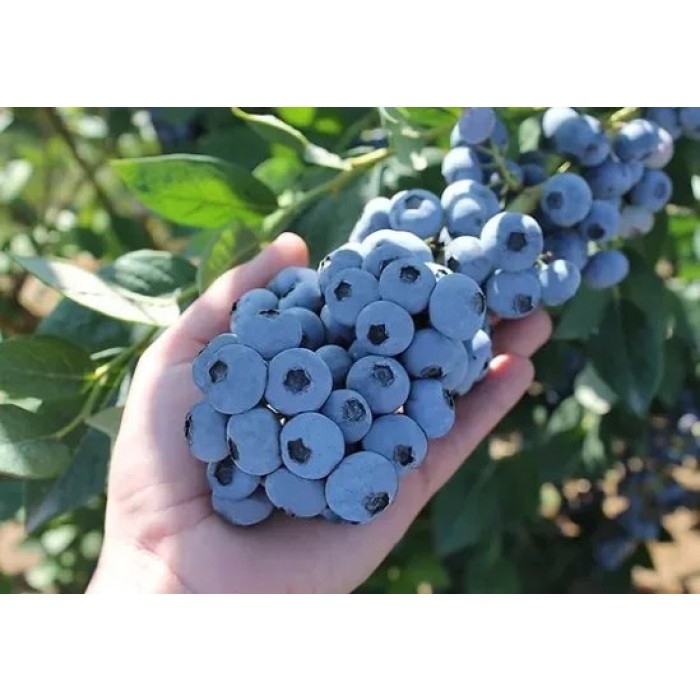 GIANT Blueberry - MEGASBLUE - Vaccinium corybosum