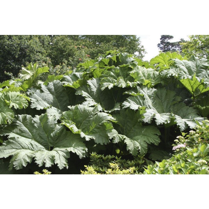 Gunnera Manicata - Giant Chile Rhubarb