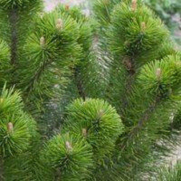 Pinus mugo Mughus - Dwarf Mountain Mugho Pine