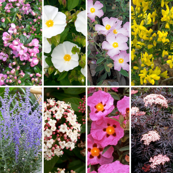 Bargain Hardy Flowering Shrub Collection - Selection of FIVE Garden Shrubs