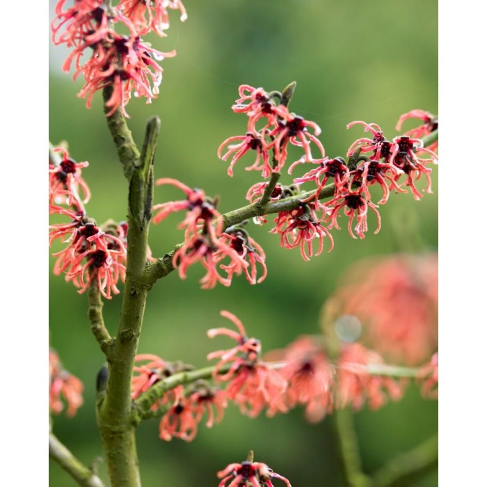 Hamamelis x intermedia 'Rubin' - Red Witch hazel