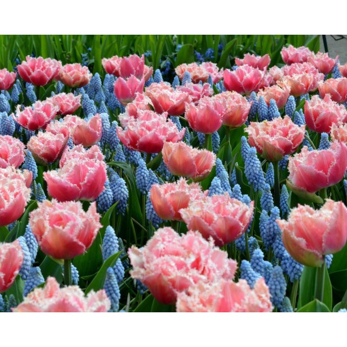 Tulip 'Queensland' - Double Fringed Tulips - Pack of 6 Bulbs