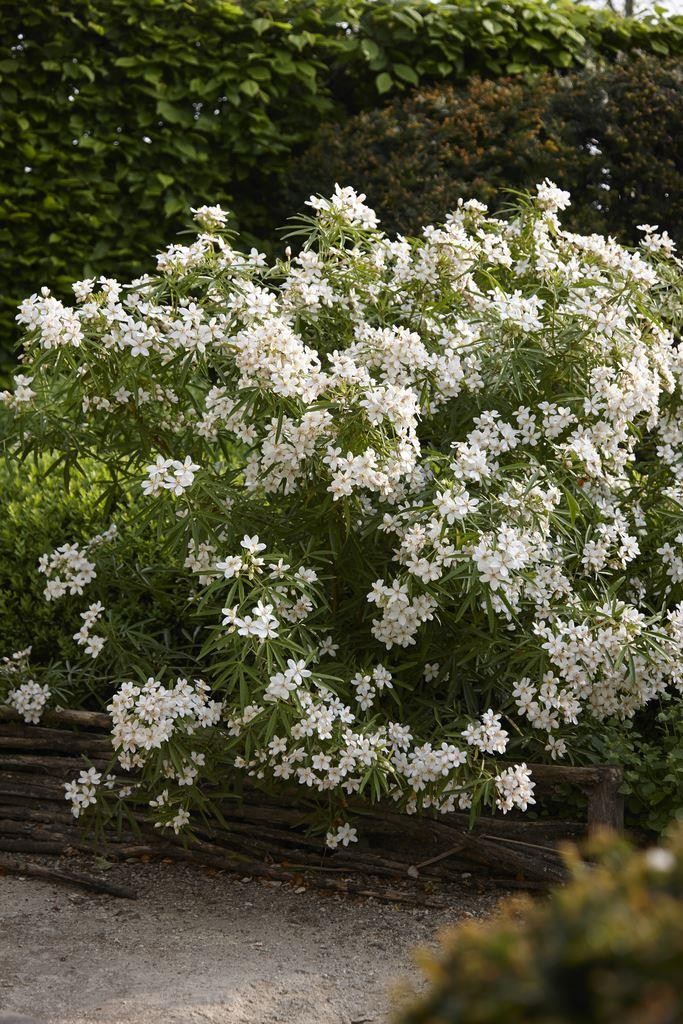 Choisya ternata Aztec Pearl - Mexican Orange Blossom - LARGE