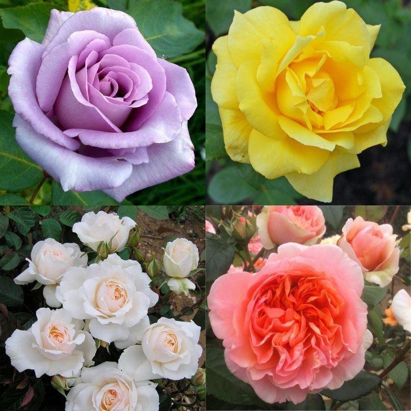 Five Fantastic Roses - Assorted Potted Rose Plant Collection