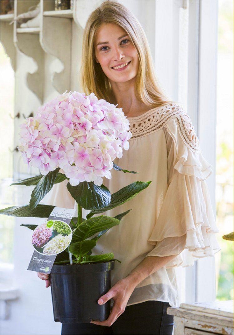 Giant Flowered Hydrangea Avant Garde - Worlds Largest Hydrangea