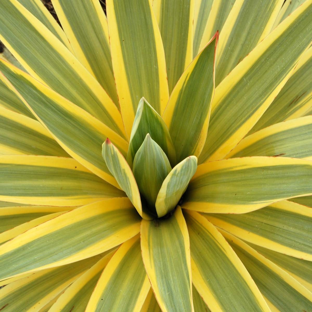 Yucca gloriosa Bright Star - Variegated Adams Needle