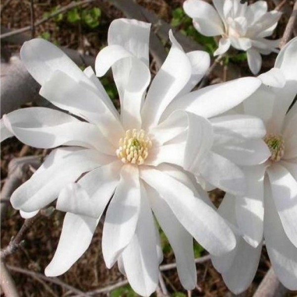 Buy Magnolia plants online | Magnolia trees for sale UK