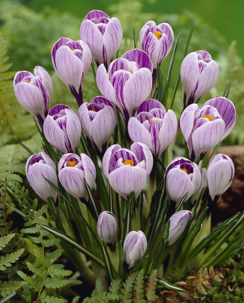 Crocus Pickwick