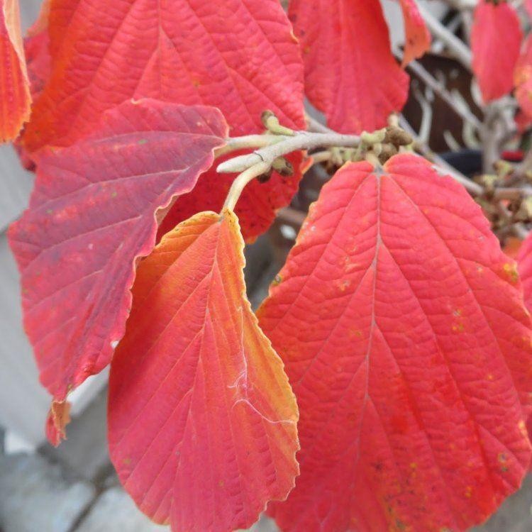 Hamamelis Diane (Ruby Glow) - Witch Hazel - LARGE Specimen