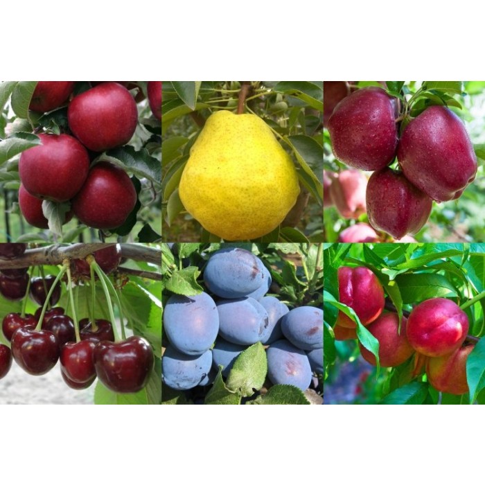 Dwarf Patio PILLAR Fruit Trees Mini Orchard Collection - 6 Different Trees