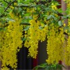 Laburnum x watereri 'Vossii' - Voss' laburnum - Golden Rain Tree
